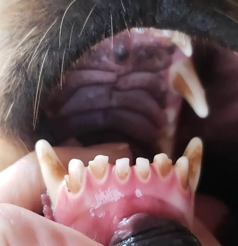 Periodontal Disease in Dogs: Causes, Symptoms, Prevention, and ...