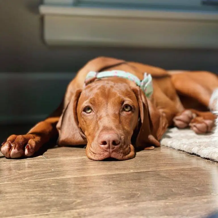 Prostate Disorders in Male Dogs: Managing Without Neutering ...
