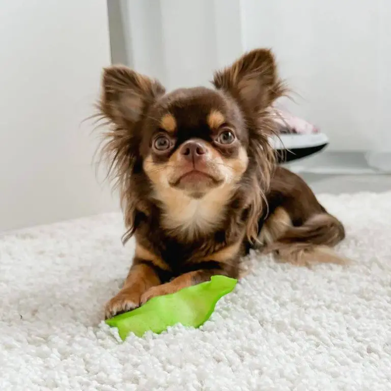 Prostate Disorders in Male Dogs: Managing Without Neutering ...