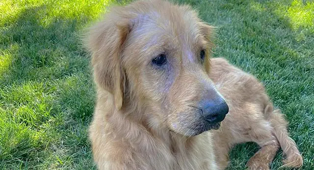 Skin Irritation in Dogs: Causes, Symptoms, and Effective Solutions ...