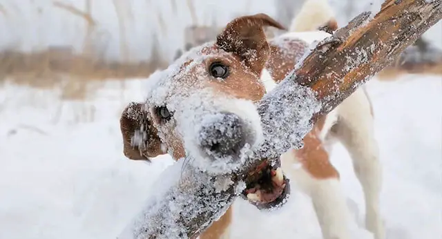 Sticks and Stones: Can They Hurt Dogs? Understanding the Risks ...