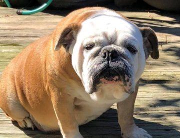 Thyroid Disease in Dogs: Causes, Symptoms, Diagnosis, and Treatment ...