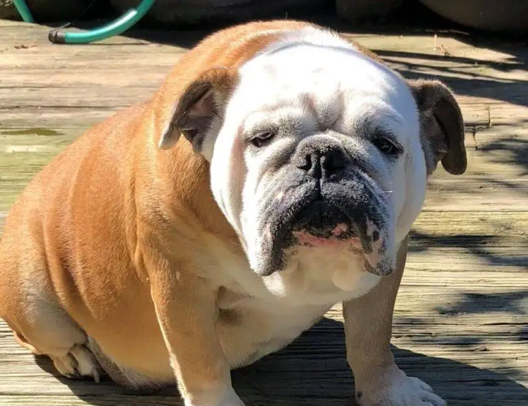 Thyroid Disease in Dogs: Causes, Symptoms, Diagnosis, and Treatment ...