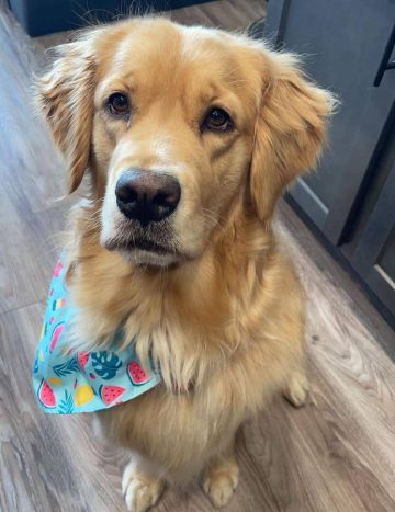 Thyroid Disease in Dogs: Causes, Symptoms, Diagnosis, and Treatment ...