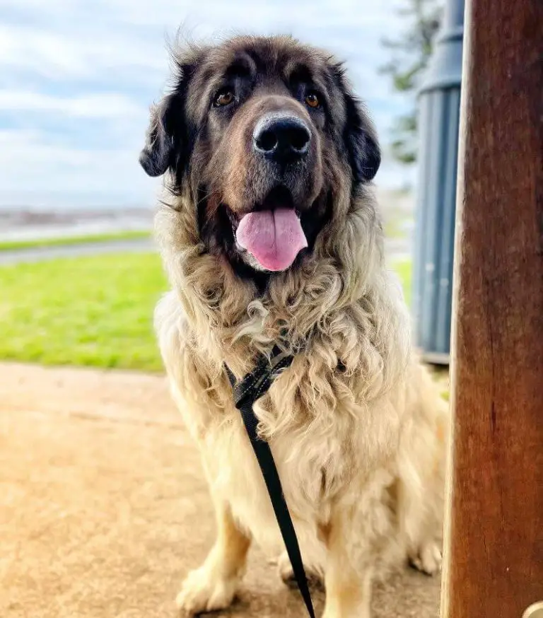 Thyroid Disease in Dogs: Causes, Symptoms, Diagnosis, and Treatment ...