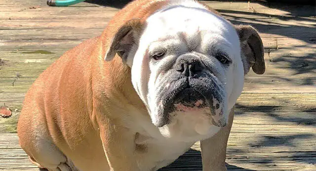 Thyroid Disease in Dogs: Causes, Symptoms, Diagnosis, and Treatment ...