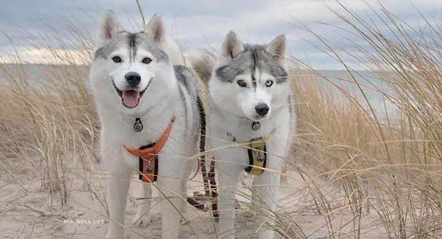 Top 10 Dog Breeds That Love Outdoor Life - ilovedogscute.com