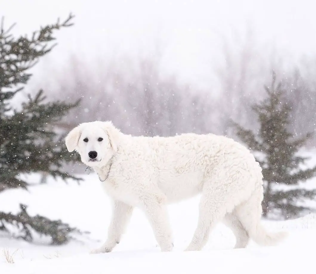 Top 10 Dog Breeds That Love Outdoor Life - ilovedogscute.com