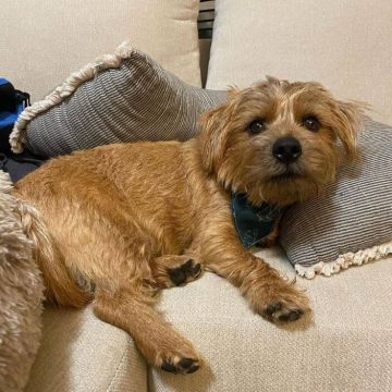 Understanding Gallbladder Mucocele in Dogs: Causes, Symptoms, and ...