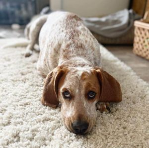 Understanding Gallbladder Mucocele in Dogs: Causes, Symptoms, and ...