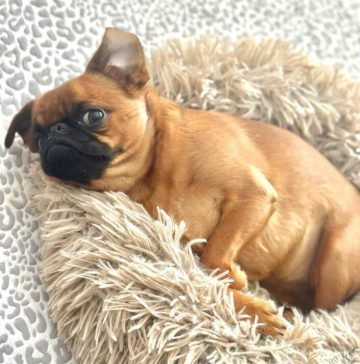 Understanding Gallbladder Mucocele in Dogs: Causes, Symptoms, and ...