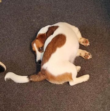 Why Do Dogs Chase Their Tail? Understanding the Tail-Chasing Behavior ...