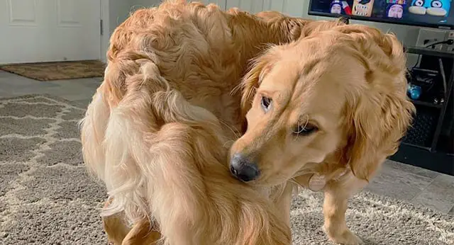 Why Do Dogs Chase Their Tail? Understanding the Tail-Chasing Behavior ...