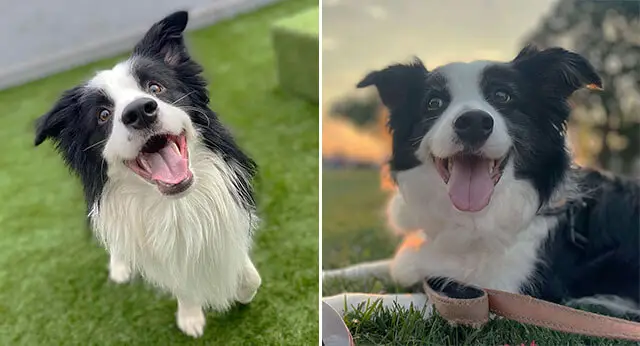 15 Funny Pictures Of Border Collies With Happy Smiles - ilovedogscute.com