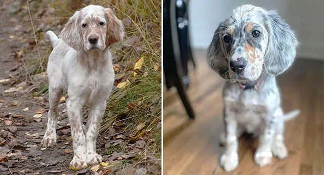 15 Photos Of English Setter Puppies That Make Everyone Fall In Love ...
