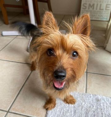 4 Tips for Effective Reward-Based Dog Training - ilovedogscute.com