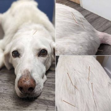 Acupuncture for Dogs: What You Need to Know - ilovedogscute.com