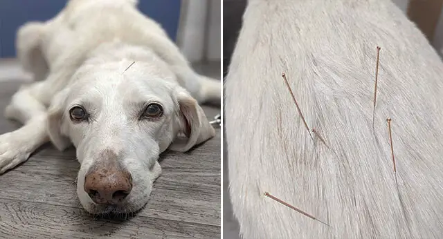 Acupuncture for Dogs: What You Need to Know - ilovedogscute.com