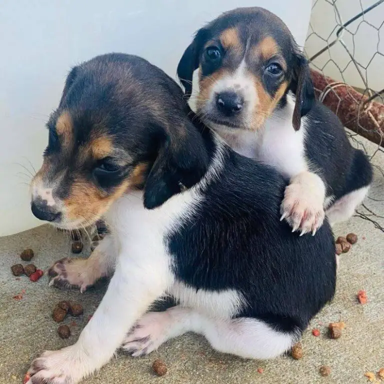 15 Photos Of American Foxhound Puppies That Make Everyone Fall In Love ...