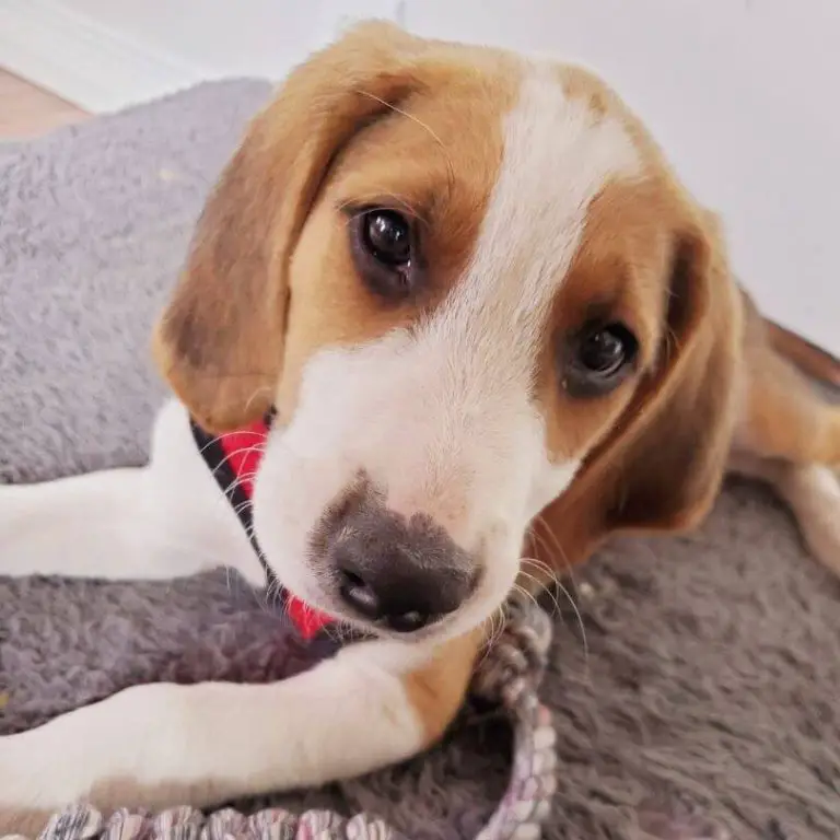 15 Photos Of American Foxhound Puppies That Make Everyone Fall In Love ...