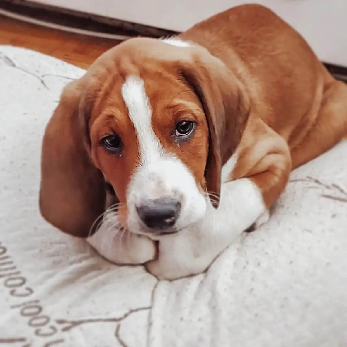 15 Photos Of American Foxhound Puppies That Make Everyone Fall In Love ...