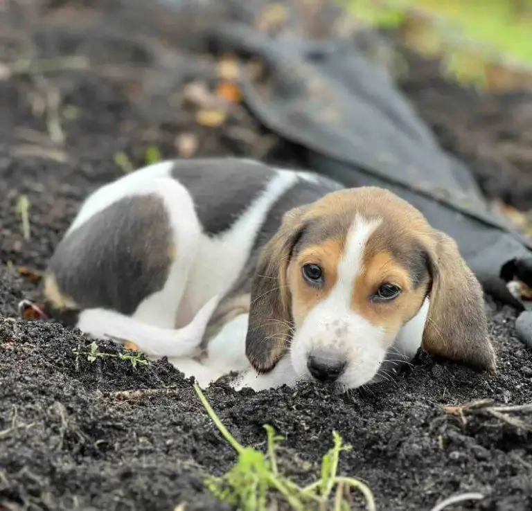 15 Photos Of American Foxhound Puppies That Make Everyone Fall In Love ...