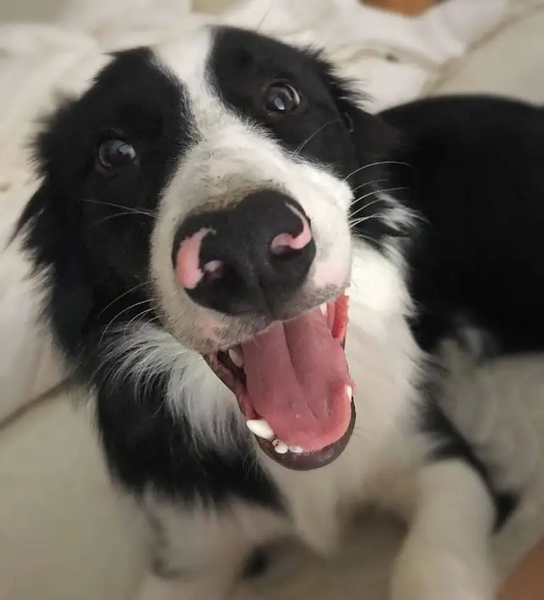 15 Funny Pictures Of Border Collies With Happy Smiles - ilovedogscute.com