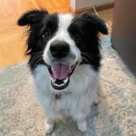 15 Funny Pictures Of Border Collies With Happy Smiles - ilovedogscute.com