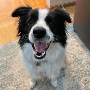 15 Funny Pictures Of Border Collies With Happy Smiles - ilovedogscute.com