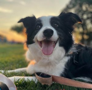 15 Funny Pictures Of Border Collies With Happy Smiles - ilovedogscute.com