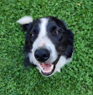 15 Funny Pictures Of Border Collies With Happy Smiles - ilovedogscute.com