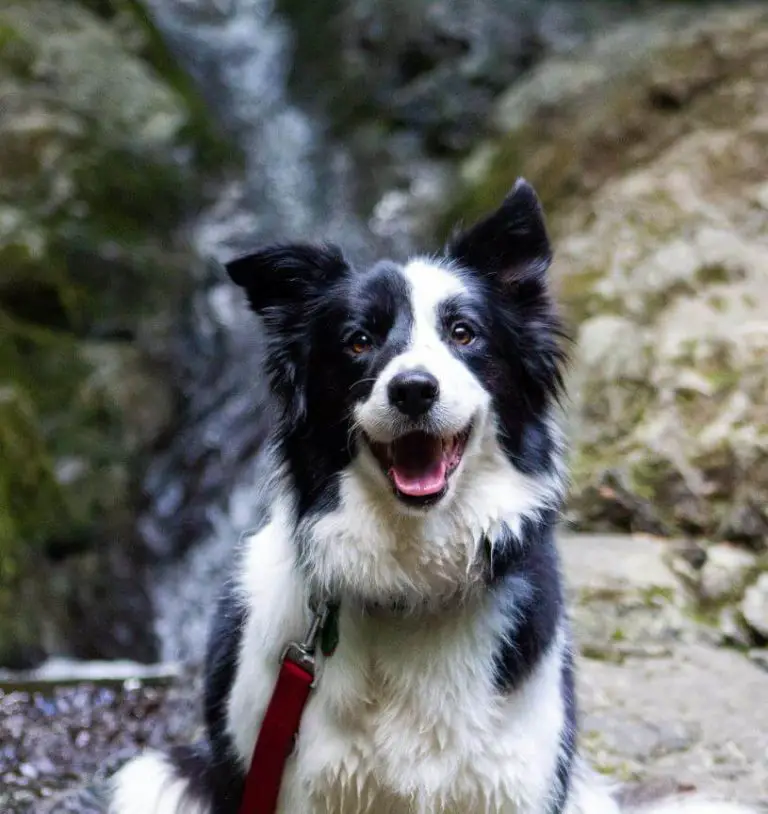 15 Funny Pictures Of Border Collies With Happy Smiles - ilovedogscute.com