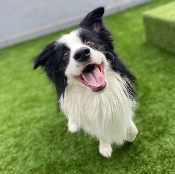 15 Funny Pictures Of Border Collies With Happy Smiles - ilovedogscute.com