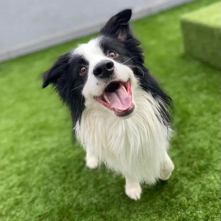 15 Funny Pictures Of Border Collies With Happy Smiles - ilovedogscute.com