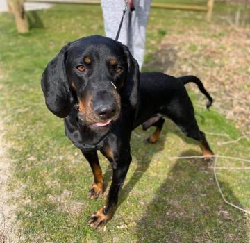 Bronchitis in Dogs: Causes, Symptoms, and Treatment - ilovedogscute.com