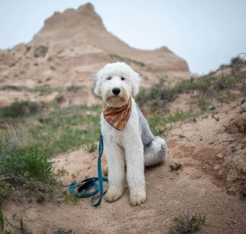 Bronchitis in Dogs: Causes, Symptoms, and Treatment - ilovedogscute.com