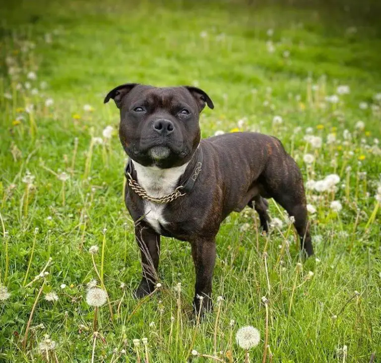 Clavamox for Dogs: A Comprehensive Guide - ilovedogscute.com
