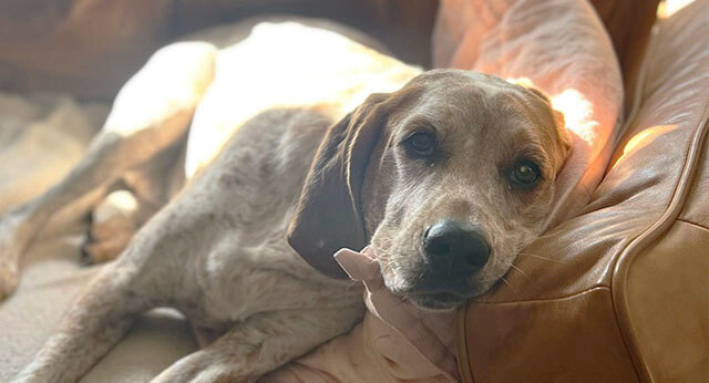 Clotting Disorders in Dogs: Understanding Causes, Symptoms, and ...