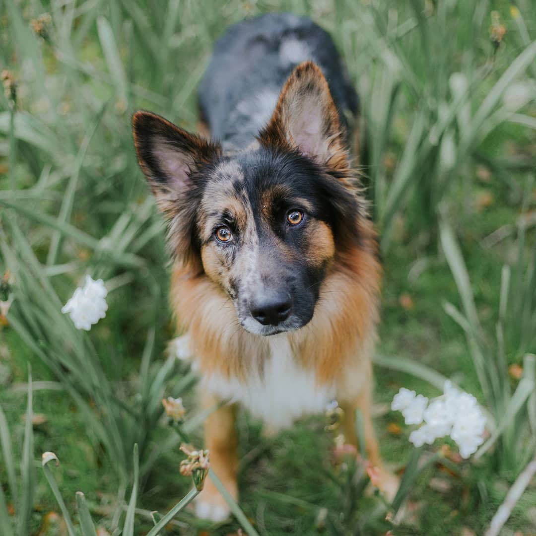 15 Crossbreed Dogs With Rare Unique Beauty That Will Melt Your Heart ...