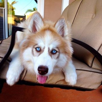 15 Crossbreed Dogs With Rare Unique Beauty That Will Melt Your Heart ...