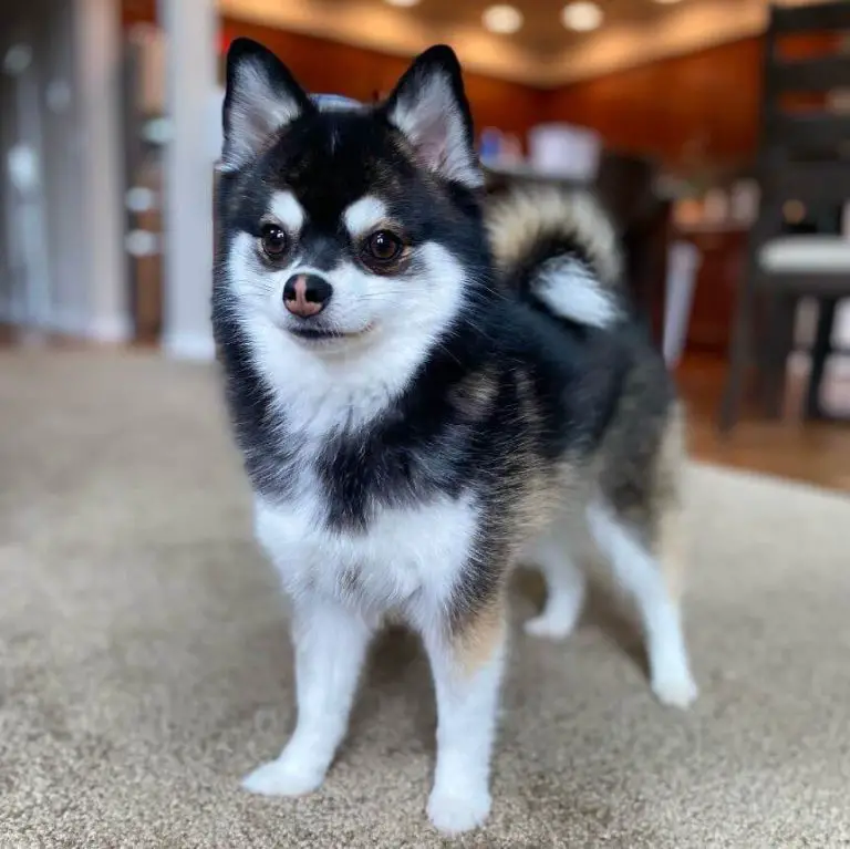 15 Crossbreed Dogs With Rare Unique Beauty That Will Melt Your Heart ...