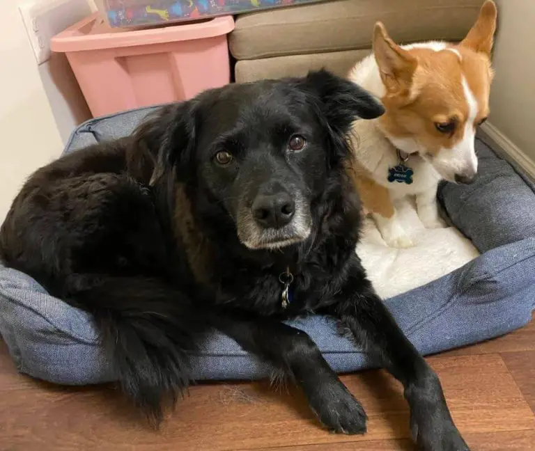 Gastroenteritis in Dogs: Causes, Symptoms, Treatment, and Prevention ...