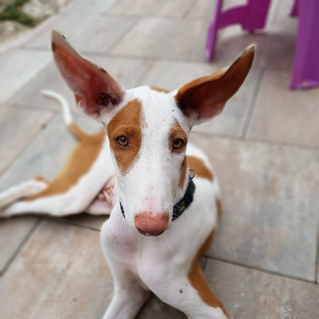15 Photos Of Ibizan Hound Puppies With Pure Beauty - ilovedogscute.com