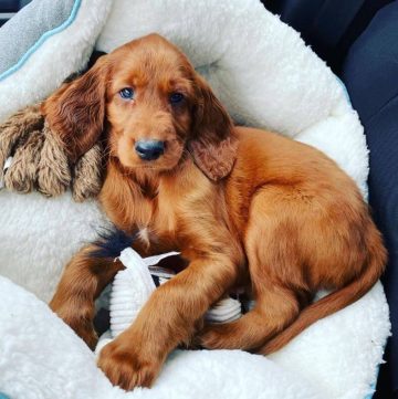 15 Photos Of Irish Setter Puppies That Make Everyone's Heart Melt ...