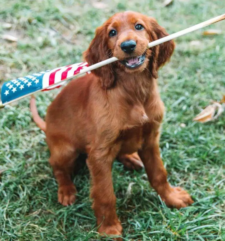 15 Photos Of Irish Setter Puppies That Make Everyone's Heart Melt ...