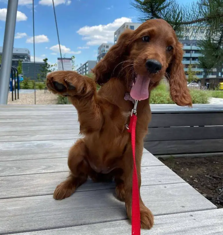 15 Photos Of Irish Setter Puppies That Make Everyone's Heart Melt ...