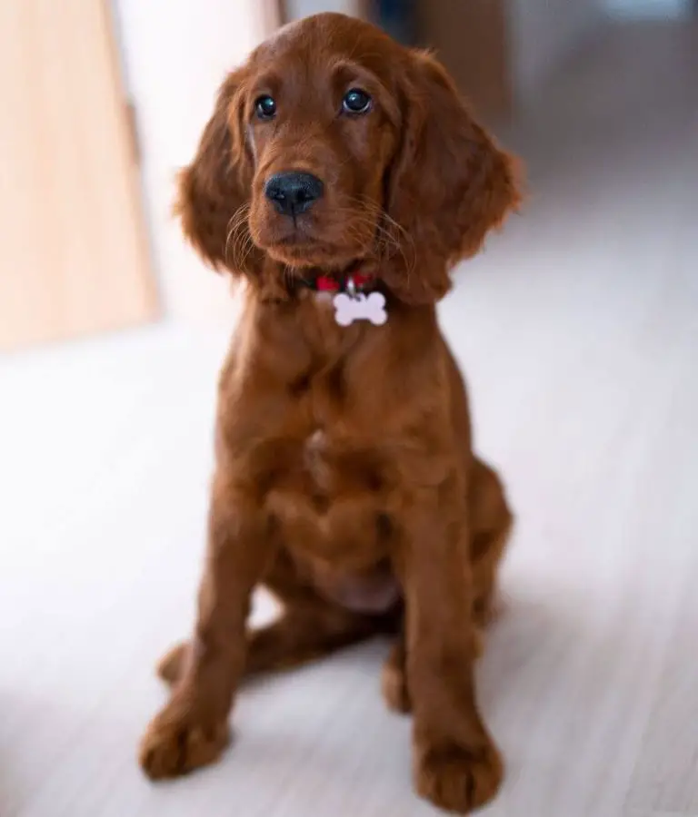 15 Photos Of Irish Setter Puppies That Make Everyone's Heart Melt ...
