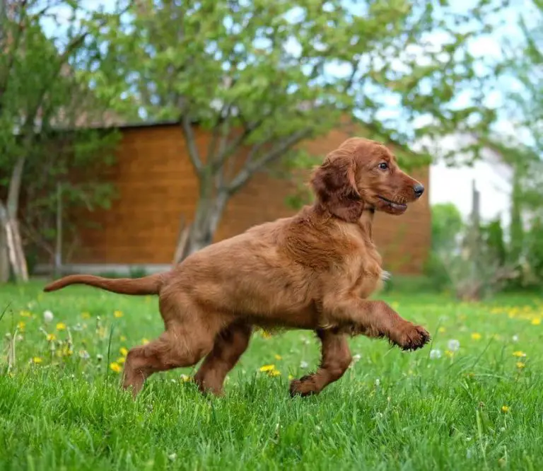 15 Photos Of Irish Setter Puppies That Make Everyone's Heart Melt ...
