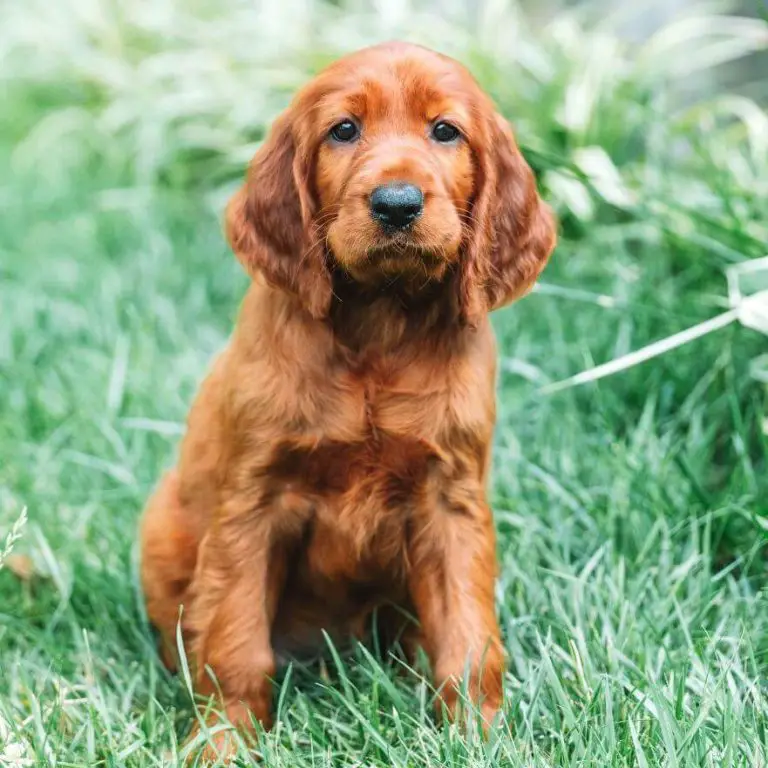15 Photos Of Irish Setter Puppies That Make Everyone's Heart Melt ...
