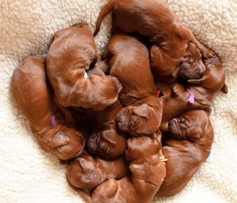 15 Photos Of Irish Setter Puppies That Make Everyone's Heart Melt ...